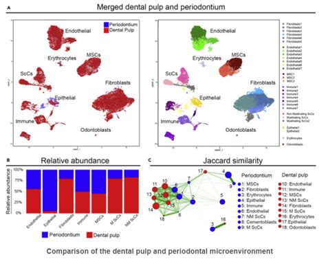 Scientists Create The First Single Cell Atlas Of Human Teeth