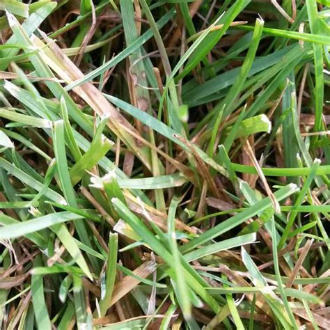 Pythium Blight Lawn Disease Identification Lawn Addicts