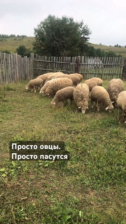 Овцы на пастбище Sheepfarming Sheep овцы сельскоехозяйство Youtube