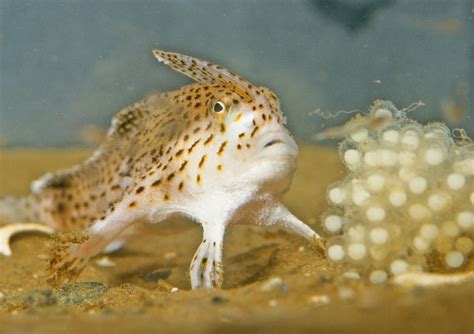 Pictures Nine Fish With Hands Found To Be New Species National