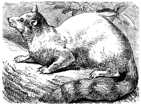 Gambar Ringtail Png Vektor Psd Dan Clipart Dengan Background Transparan Untuk Download Gratis