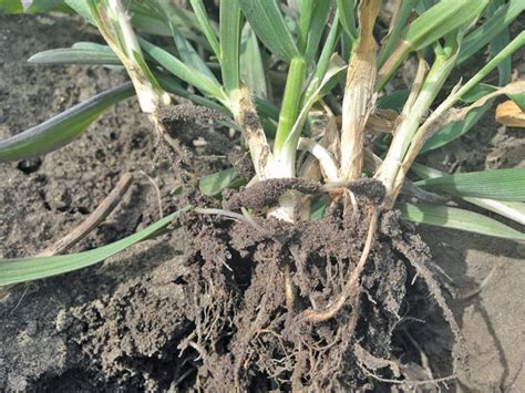 Deciding Whether Or Not To Keep Your Winter Wheat Crop