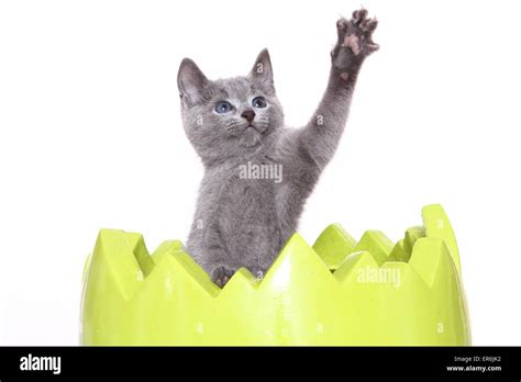 Russian Blue Kitten Stock Photo Alamy