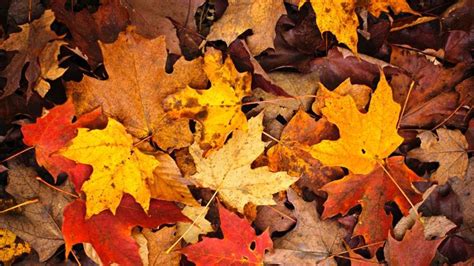 Two Minute Fall Timer [video] Fall Leaves Background Leaf Background Autumn Leaves