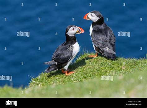 Two Atlantic Puffins Fratercula Arctica In Breeding Plumage On Sea
