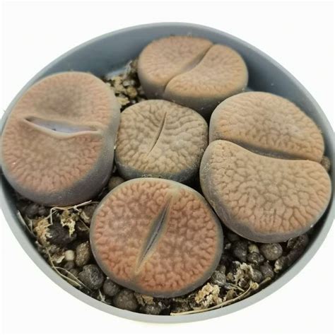 Lithops Hookeri Var Marginata C088 6 5 Cm Aizoaceae Giromagi Vendita Piante Grasse