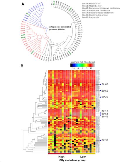 Metagenome Assembled Genomes Mags A Phylogenetic Tree Generated By Download Scientific