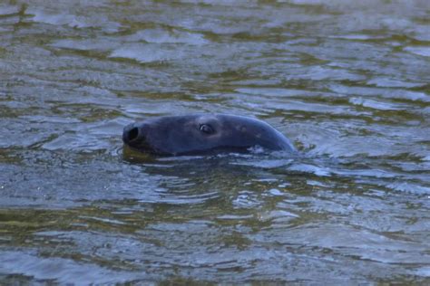 Shoebert The Seal Has Moved Into A Boston Freshwater Pond Newsweek