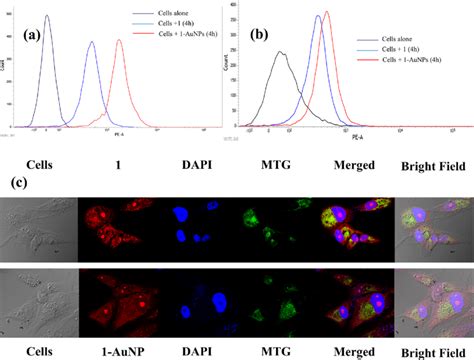 A Fluorescence Assisted Cell Sorting Analysis Of The Cellular Uptake Download Scientific