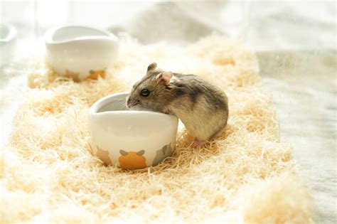 Premium Photo Close Up Of Mouse On Table