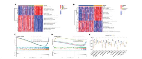 Gsva And Gsea Analyses And Immune Cell Infiltration In Different Download Scientific Diagram