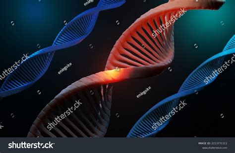 3d Render Helix Complementary Strand Dna Stock Illustration 2213771311 Shutterstock