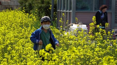 서산 간월도 유채꽃 Youtube