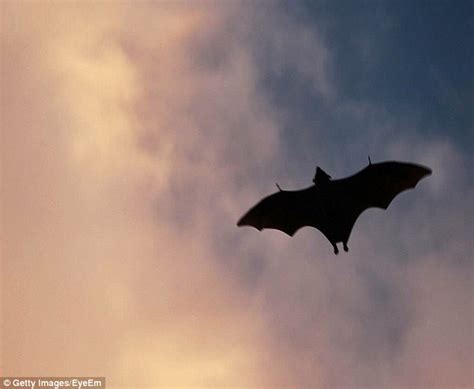 researchers reveal humans can learn to use echolocation daily mail online