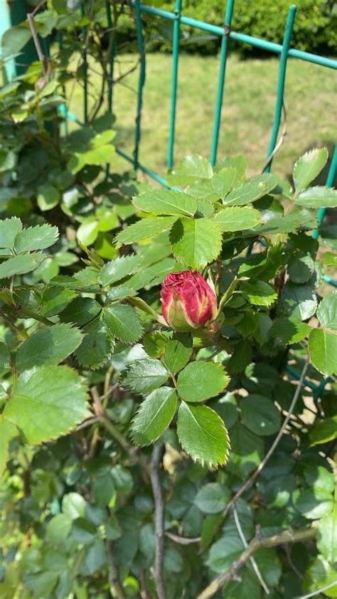 股票小白投资日记 知乎