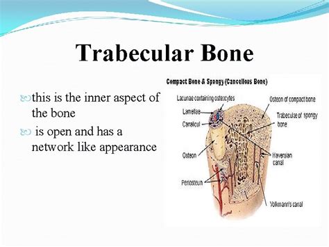 Bone Parts Of The Skeletal System Bones Skeleton