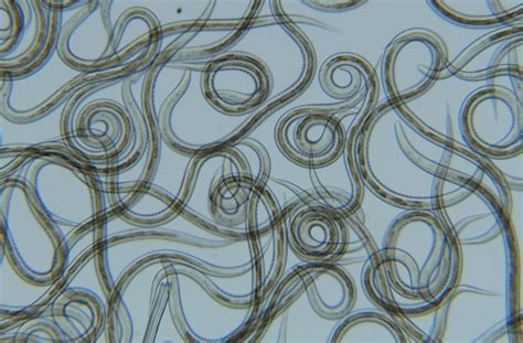 What Worms What Wormer Resistance Cows Promoting Sustainable