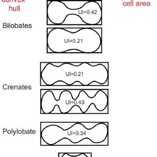 Demonstration Of Cell Measurements And Cell Types Length Is The Long Download Scientific