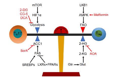 The Four Metabolic Checkpoints In The T H 17 T Reg Balance Blue