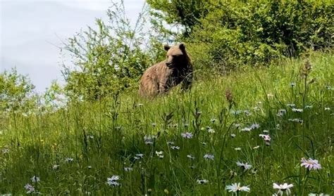 خرس قهوه‌ای در حال خوردن آلو جنگلی در جنگل‌های هیرکانی فیلم همشهری