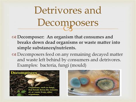 The Roles Of Organisms In An Ecosystem Ppt Download
