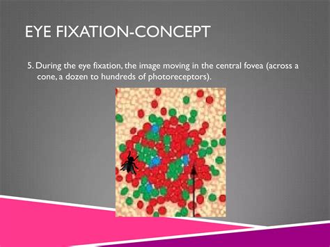 Fixation Characteristics And Abnormalities Ppt Computer Animation
