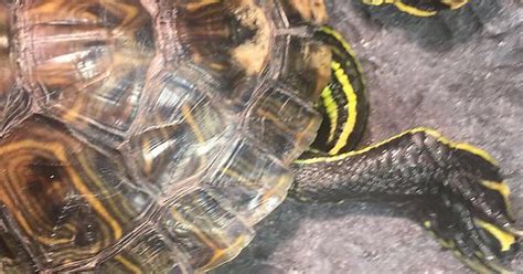 Old Pic Of Turtles Shell Rot Before He Got Better Posting For Reddit Album On Imgur