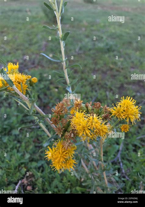 Coastal Goldenbush Isocoma Menziesii Plantae Iron Bark Way Brea