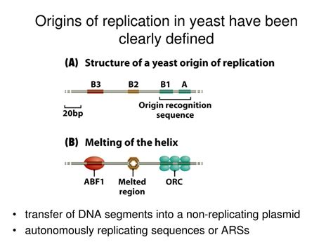 Ppt Solving The Topological Problem Of Genome Replication Powerpoint Presentation Id 9351026