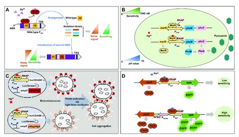 Representative Synthetic Biology Approaches For Metal Responsive Download Scientific Diagram