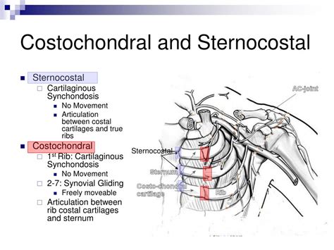 Costochondral Joint