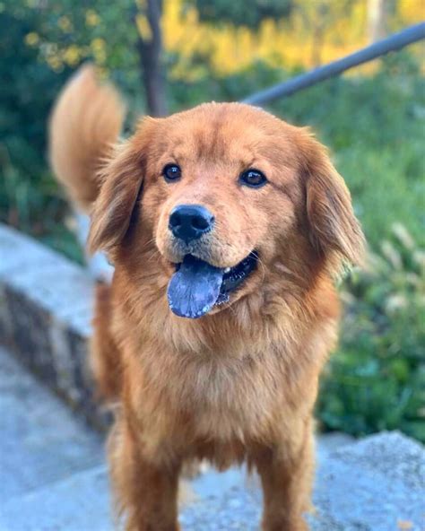 Chow Chow Mixes 28 Different Chow Hybrids With Pictures