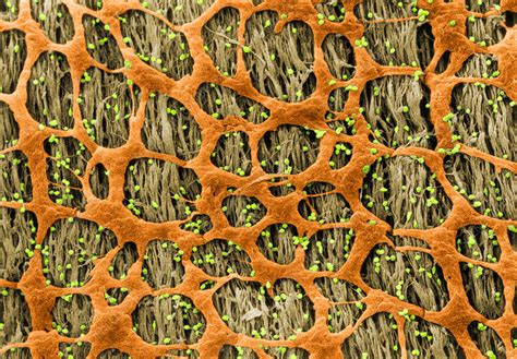 Myenteric Plexus Sem Stock Image C0304985 Science Photo Library