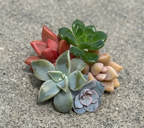 Colorful 1” Succulent Plant Cuttings Unrooted Qty 5 Etsy