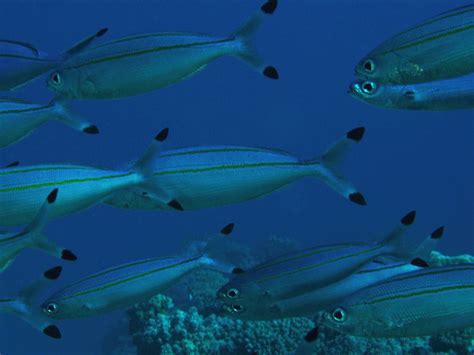 Pterocaesio Digramma Bleeker 1864