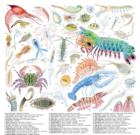 Crustaceans Diagram Lobster Crustaceans Animals Collection Our