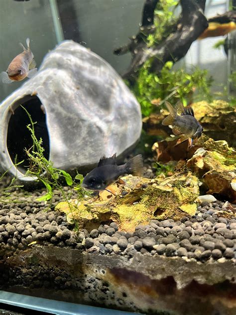 Any Idea On Sex Of These Black Rams Ideally Make And Female But They