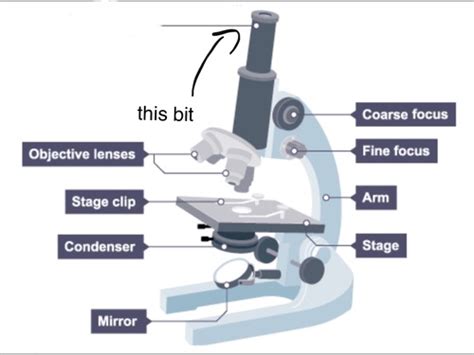 Biology Paper 1 Flashcards Quizlet