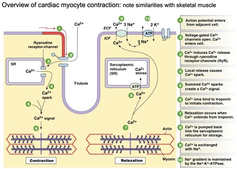 Cardiac Myocyte Contraction Diagram Quizlet