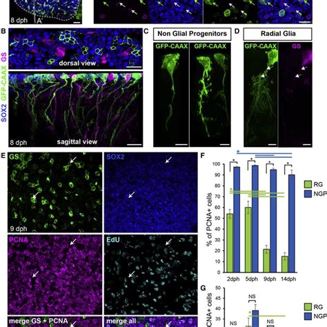 Apical Progenitors At The Pallial Surface Of The Killifish Larval