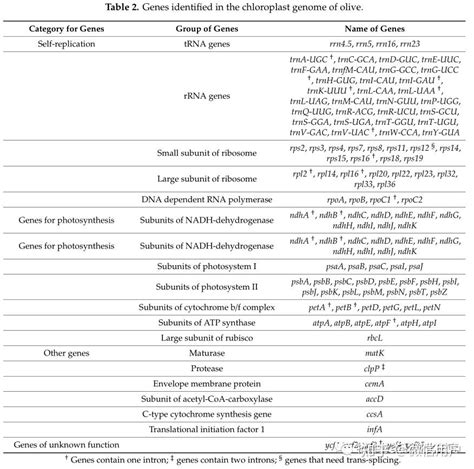 橄榄叶绿体基因组变异与进化分析 知乎