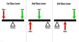 Lever Systems In Biomechanics 1st Class 2nd Class 3rd Class In Sport
