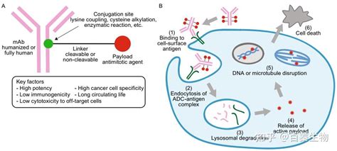 百小蓁课堂 基于质谱技术的抗体偶联药物（adc）分析策略 知乎