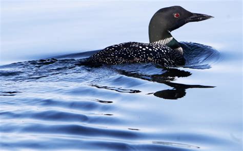 Loons Have Four Different Calls And This Is What They Mean Piscataquis