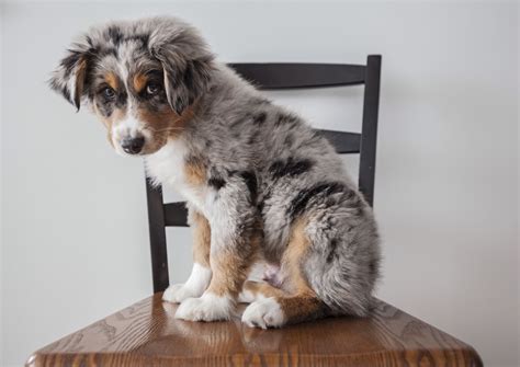 Image Result For Newborn Blue Merle Australian Shepherd