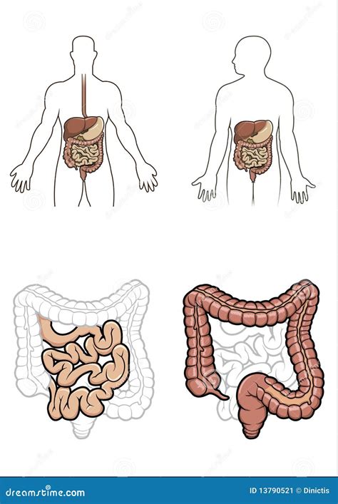 Human Digestive System Clipart