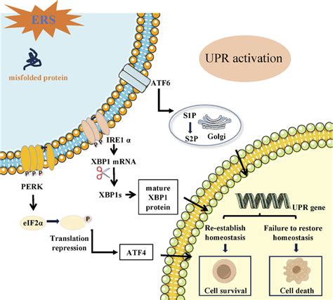 schematic of the three signaling pathways during upr induced by ers