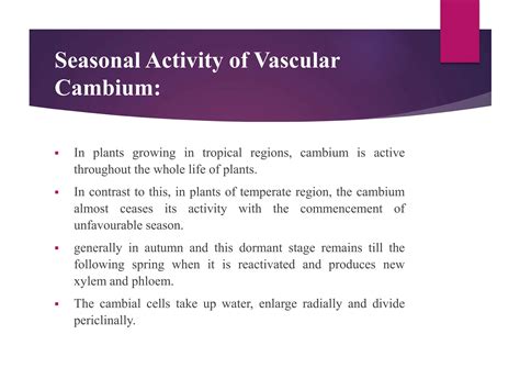 Vascular Cambium Repaired Plants Anatomy Pptx