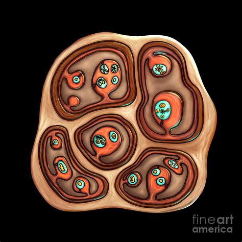 Echinococcus Multilocularis Cyst Echinococcus Granulosus Hydatid