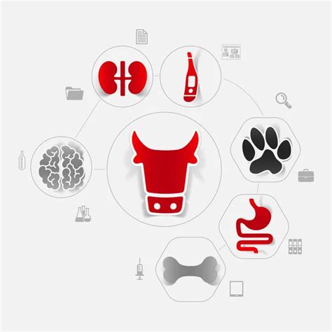 Veterinary Infographic Stock Vector By ©palau83 54910037